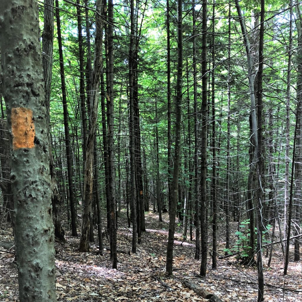 Town Forest | Town of Alexandria New Hampshire